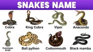 The Fascinating World of Snake Names: Understanding the Nomenclature ...